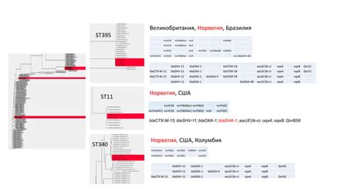 Bacterial Identification And Typing Methods Rus Ppt
