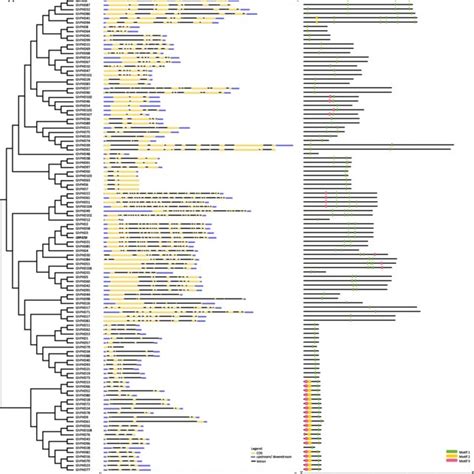 Phylogenetic Tree Gene Structure And Conserved Motif Analysis Of Download Scientific Diagram
