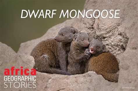 Dwarf Mongoose Africa Geographic