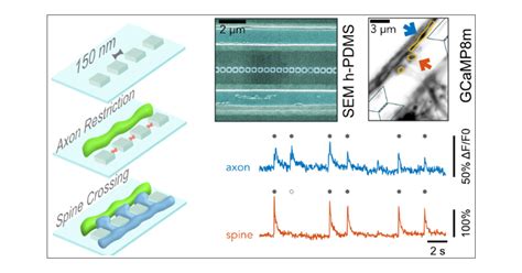 Nanoscale Patterning Of In Vitro Neuronal Circuits Acs Nano