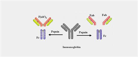 Immunoglobulin Rabies Vaccine The Complete Faq Guide In 2025 Aipak Engineering