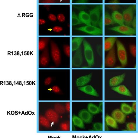 Polya Rna Accumulates In The Nucleus Of Cells Infected With The