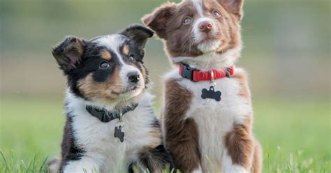 Cachorro Com Medo De Fogos Dicas Para Acalmar Seu Pet