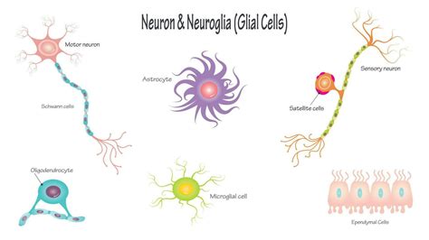 Neuroglial Cell Types Neuroglial Cell Types
