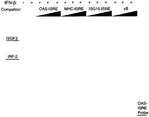 Analysis Of Differential Binding Activity Of Isgf3 And Irf 2 In Neurons Download Scientific