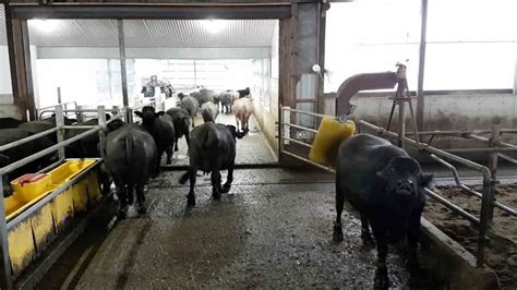 Learn More About A Water Buffalo Farm Canadian Food Focus
