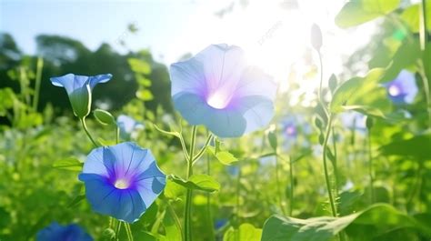 태양이 비치는 들판의 푸른 꽃 파란색과 하늘색 나팔꽃 여름 꽃 밝은 녹색 배경 고화질 사진 사진 꽃 배경 일러스트 및 사진 무료 다운로드 Pngtree