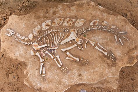 How To Play Fossils And Archeology