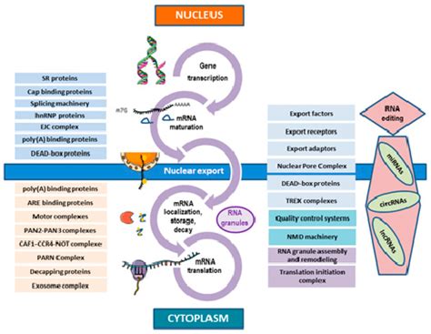 The Mrna Life Cycle This Figure Sums Up The Different Steps Of The Download Scientific Diagram