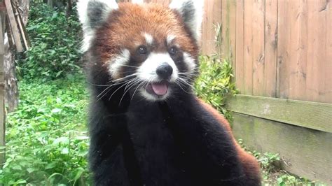 세상에서 가장 귀여운 팬더 레서팬더 너구리판다 Youtube
