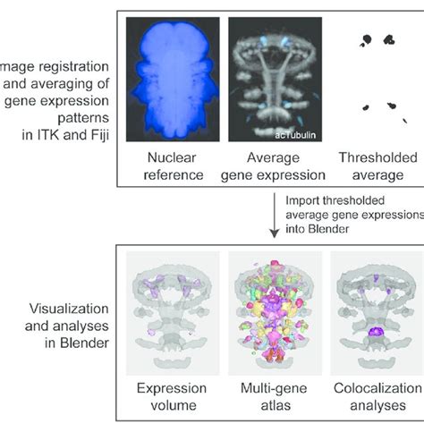 Pipeline For Generating A Model Of A Gene Expression Atlas An Download Scientific Diagram