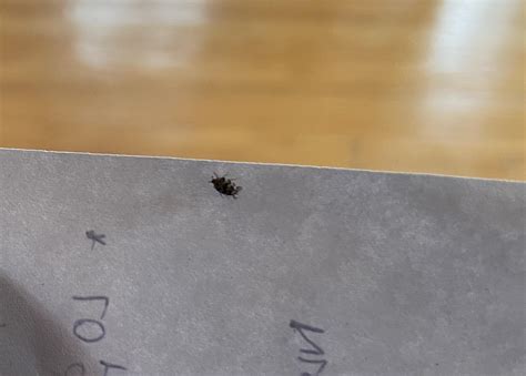 Whats This Bug Southern Ontario Canada R Whatsthisbug