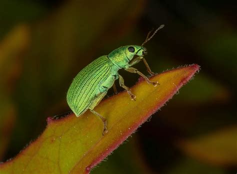 Citrus Trees 101 Pests And Diseases The Sill