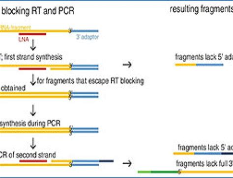 A Rapid Simple And Inexpensive Method For The Preparation Of Strand Specific Rna Seq Libraries