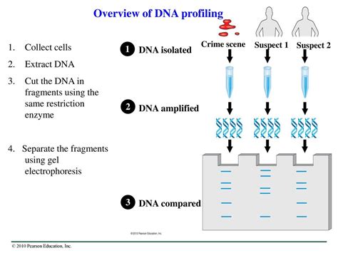 Chapter 12 DNA Technology Student Misconceptions And Concerns Ppt