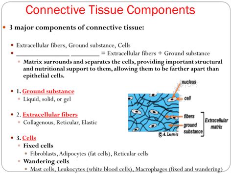 Specialized Connective Tissue