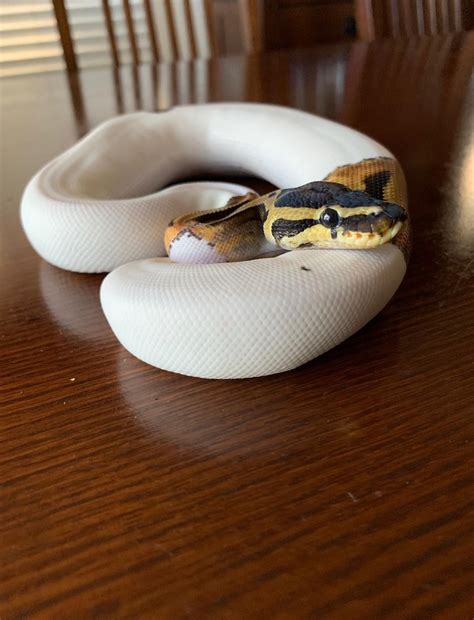 Oi Guys This Is Toki Shes My Pied Bald Royal Python Had For 4 Years