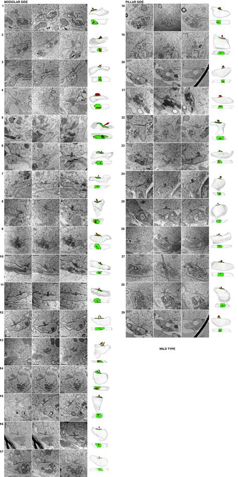 Figures And Data In Glua3 Subunits Are Required For Appropriate