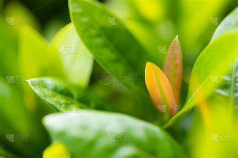 树叶背景和纹理自聚焦微距镜头