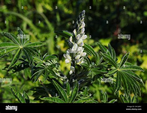 Newly Bloomed Wild White Lupine Plant And Flower Lupinus Albus