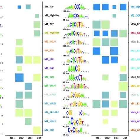 Position Specific Scoring Matrix Pssm Representation Of Top Scored Download Scientific