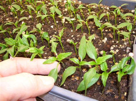 Healthy Pepper Seedlings The Professional Gardener