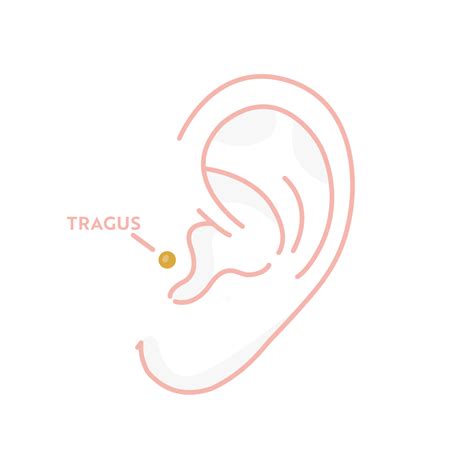Everything About Tragus Piercings Essential Beauty And Piercing