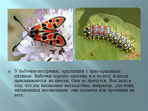Презентация "Удивительный мир бабочек" (1 класс) по окружающему миру ...