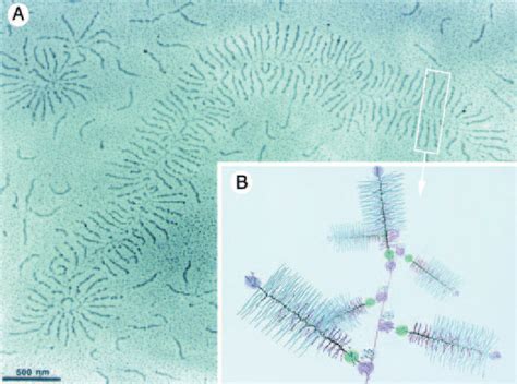 Electron Micrograph And Model Of A Proteoglycan Aggregate Purified From