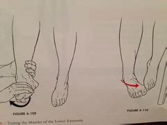 Ankle Plantar Flexion Mmt Weightbearing Youtube