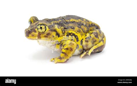 How To Draw A Spadefoot Toad