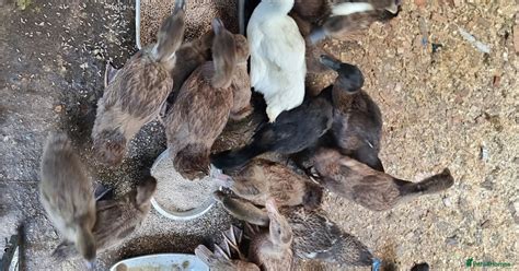 Mixed Sexbreed Ducklings For Sale In Sevenoaks Pets4homes