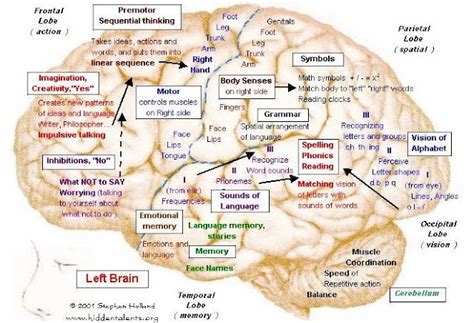 Brain Jack Image Brain Function Chart