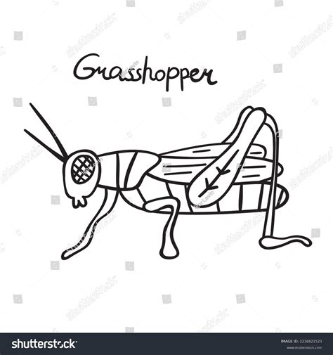 Grasshopper Vector Outline Illustration On White Stock Vector Royalty