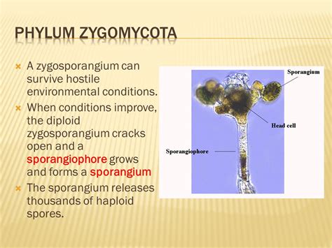 Zygomycota Zygosporangium