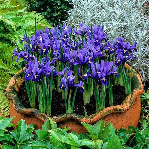 Iris Reticulata Jparkers