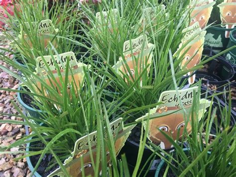 Lomandra Echidna Grass For Sale Online Plants Australia