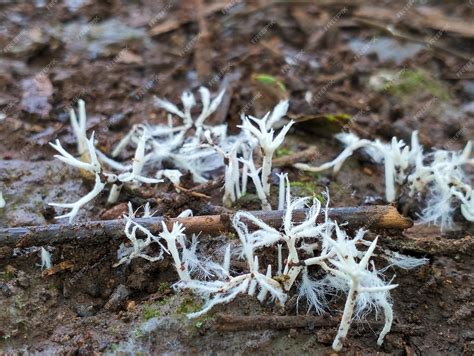 Premium Photo A Bunch Of White Fungus On The Ground With The Wood