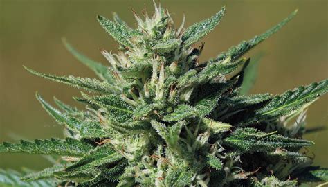 What Is Sativa Cannabis Growdiaries