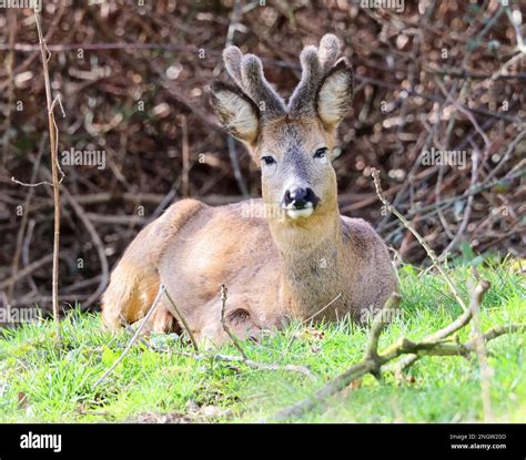Roe Deer Buck Capreolus Capreolus In The Cotswold Hills In