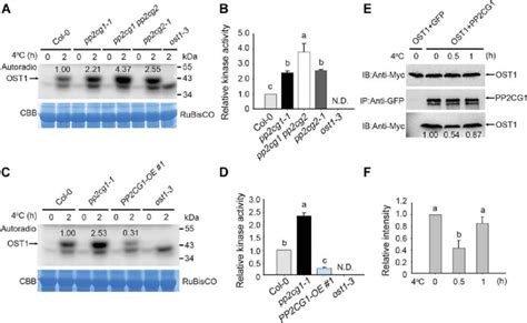 Cold Activates Ost1 Kinase Activity By Attenuating The Interaction Download Scientific Diagram