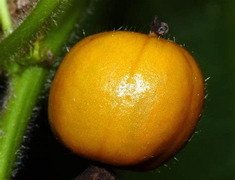 Passiflora Foetida Passifloraceae