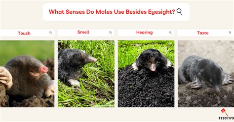Do Moles Have Eyes Mystery Of Moles Vision Bugstips