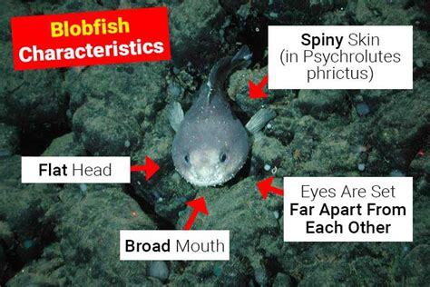 18 Funny Blob Fish 18 Funny Blob Fish