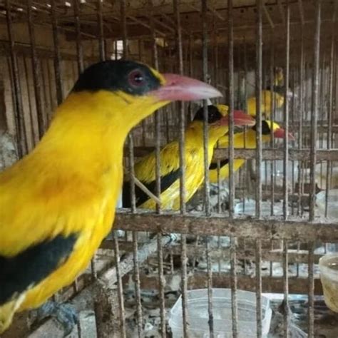 Jual Kepodang Sumatra Jantan Shopee Indonesia