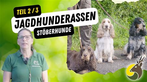 Jagdhunderassen Stöberhunde Teil 2 3 Wissen Für Die Jagdprüfung
