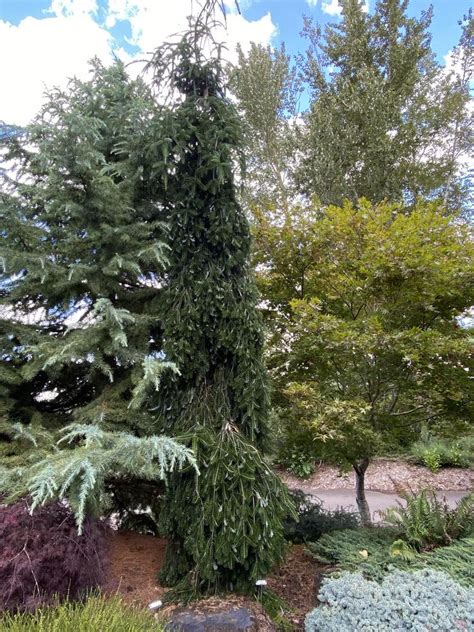 European Silver Fir Abies Alba Green Spiral