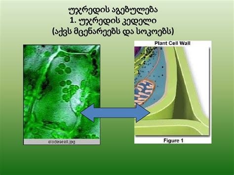 უჯრედის აგებულება
