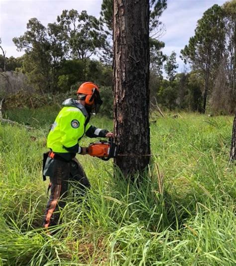 Fell Trees Manually Intermediate Chainsaw Level 3 FWPCOT3350