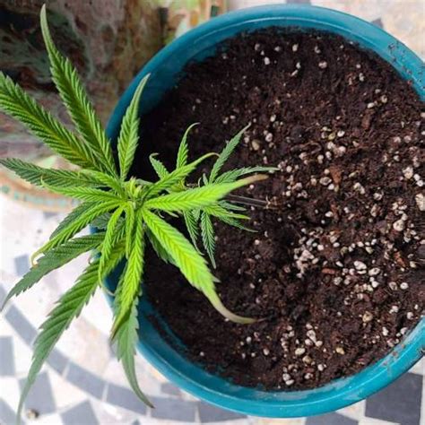 Truffaloha 2 From Beleaf Grow Journal By Curbyourenthusi Growdiaries